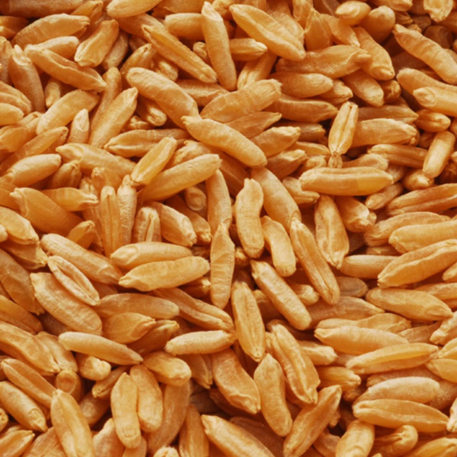 Kamut en grains Bio | Comptoir Saint-Vrac